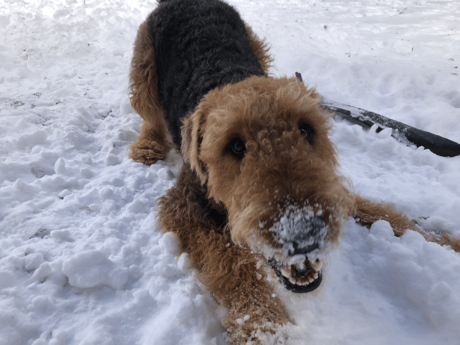 So You Want To Adopt? - Texas Airedale Rescue Team