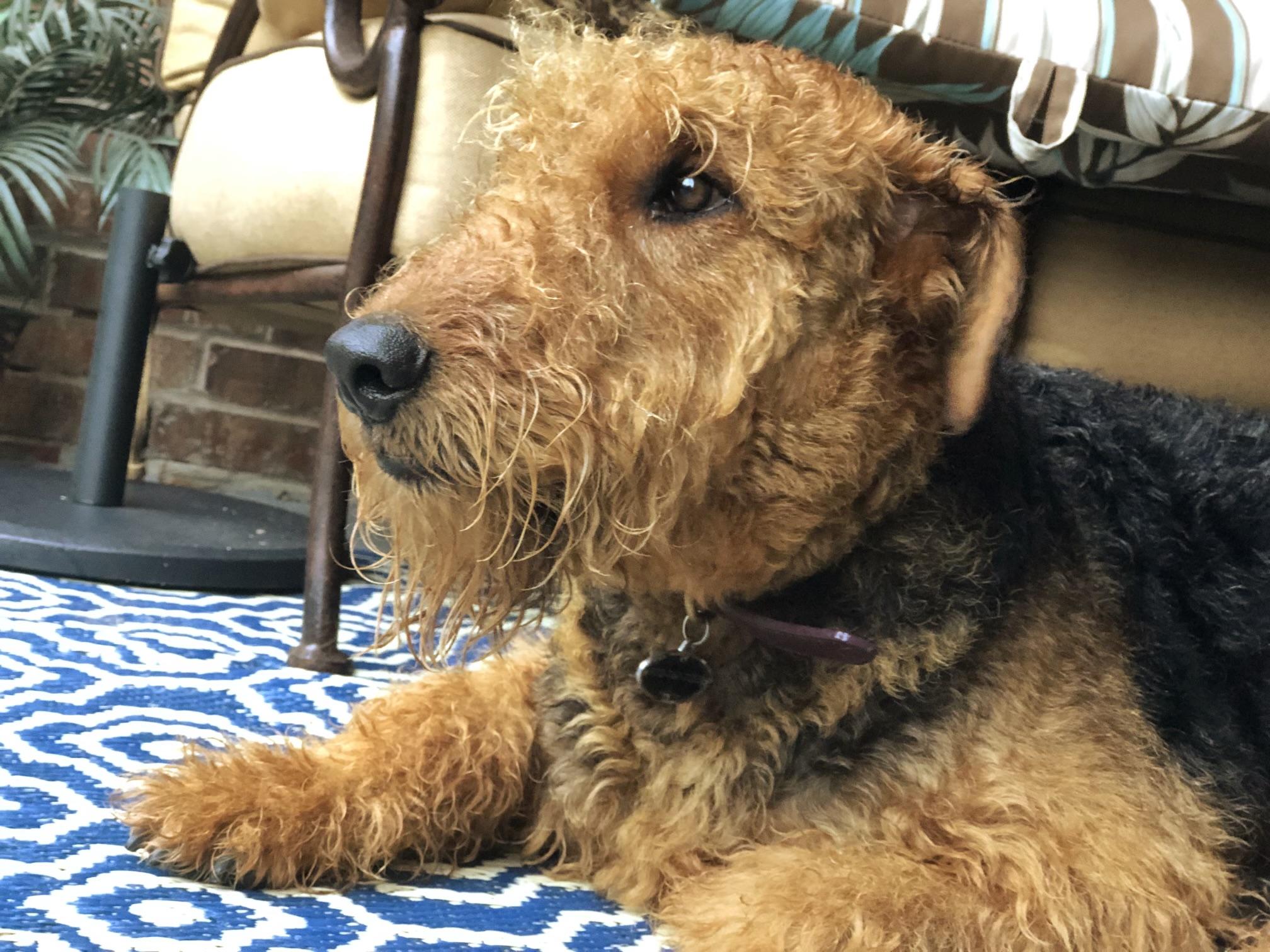 Harlow - Texas Airedale Rescue Team